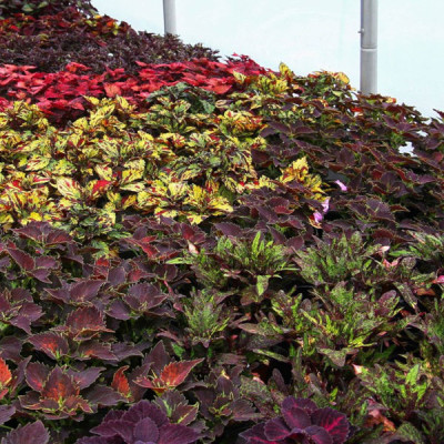 A variety of Coleus - Lavocat's Family Greenhouse & Nursery
