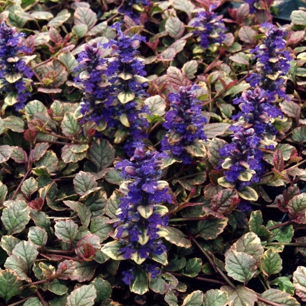ajuga - Lavocat's Family Greenhouse & Nursery